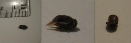 4 “little monsters” that are attacking your book collection – How to ...